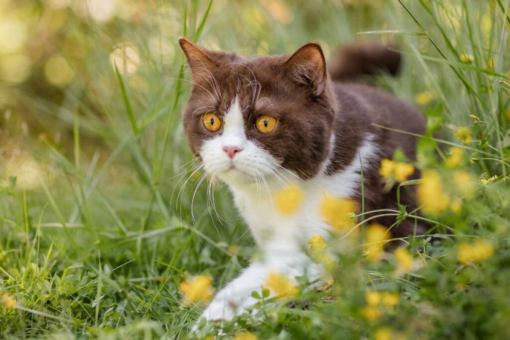 Autumn grass mites recognize and get rid of cats - The Dogs Mania